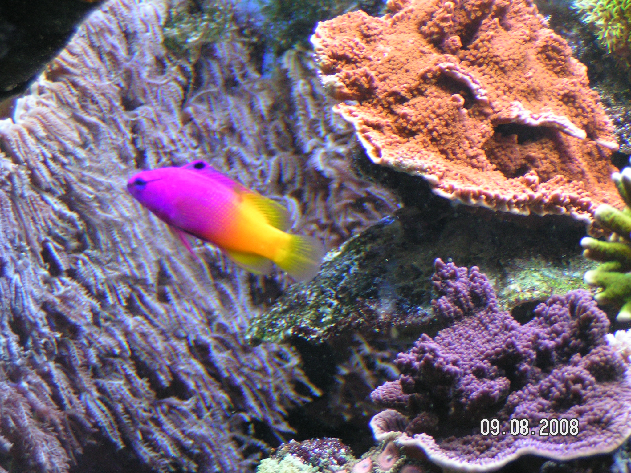 royal gramma - Fish - INDMAS - Indiana Marine Aquarium Society
