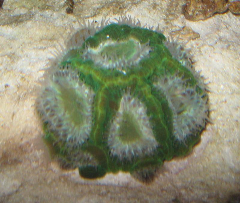 Moseleya ready for feeding - Members Gallery - INDMAS - Indiana Marine ...