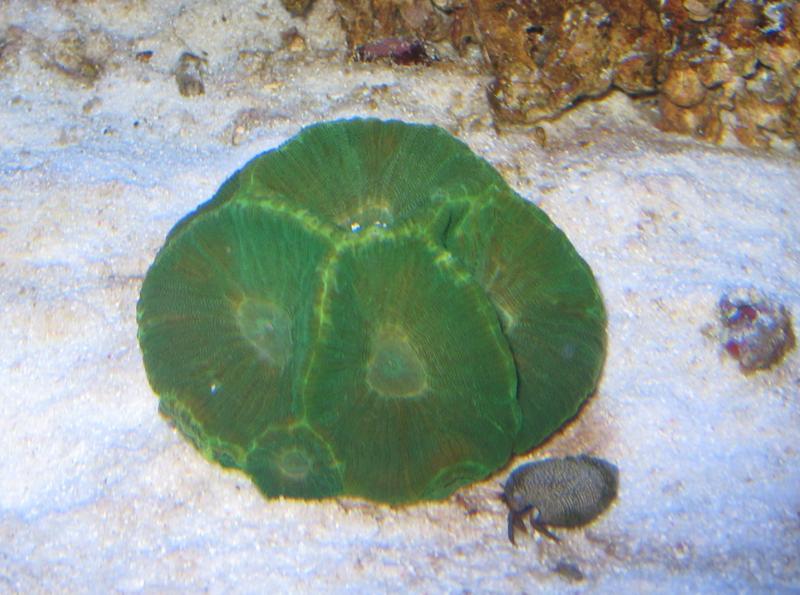 Australian Moseleya - Members Gallery - INDMAS - Indiana Marine ...