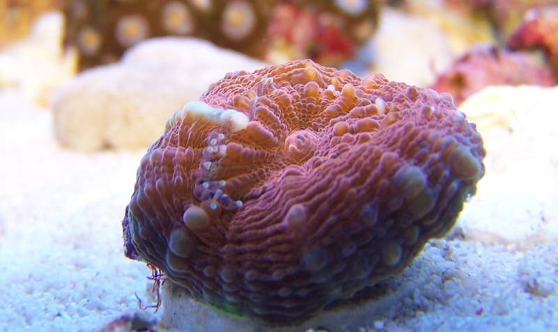 Acan Maxima - Members Gallery - INDMAS - Indiana Marine Aquarium Society