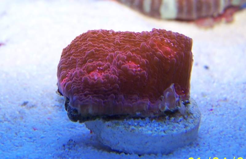 Red Chalice - Members Gallery - INDMAS - Indiana Marine Aquarium Society