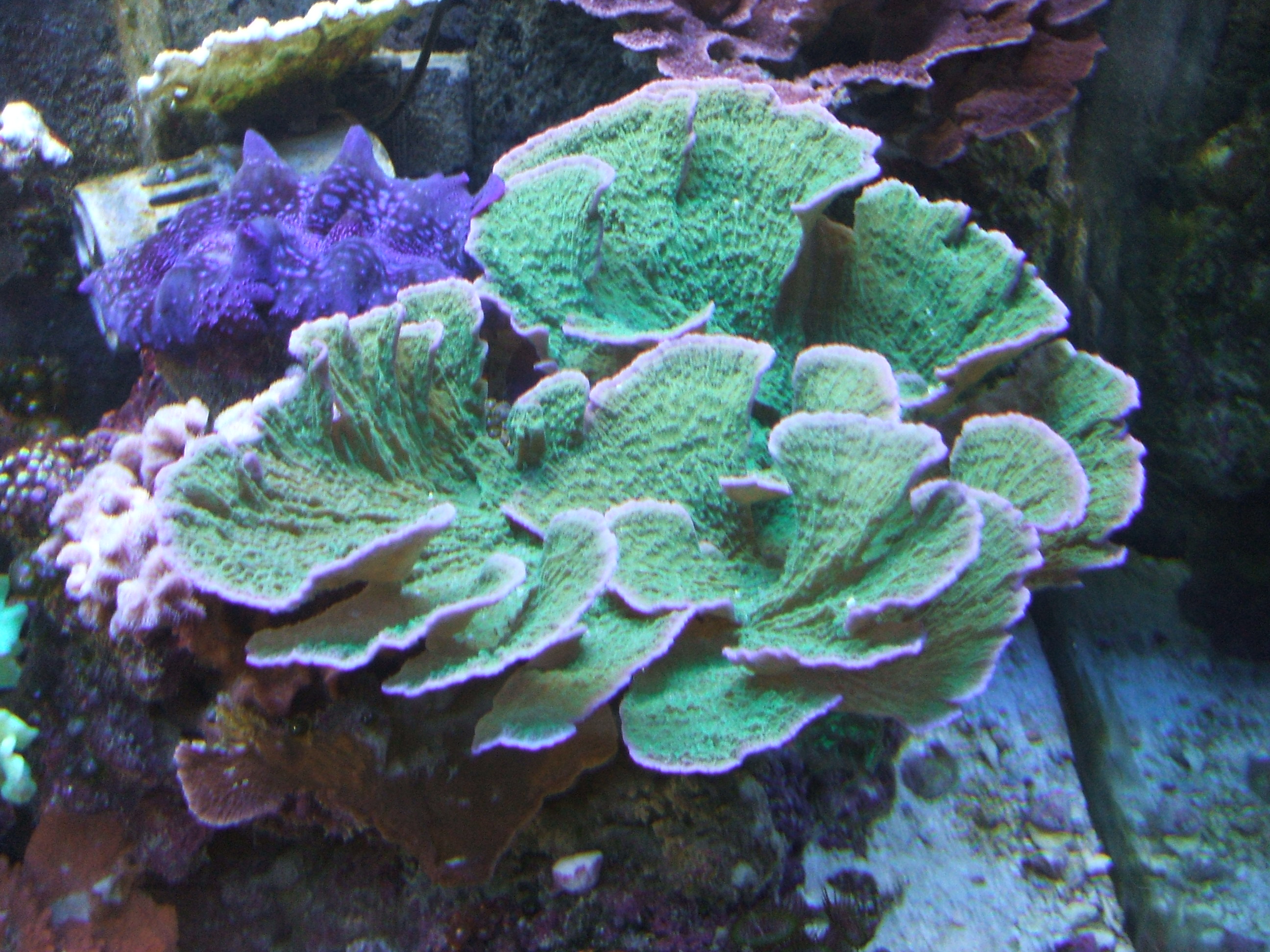 Purple Rim Green Monti Cap - Members Gallery - INDMAS - Indiana Marine ...