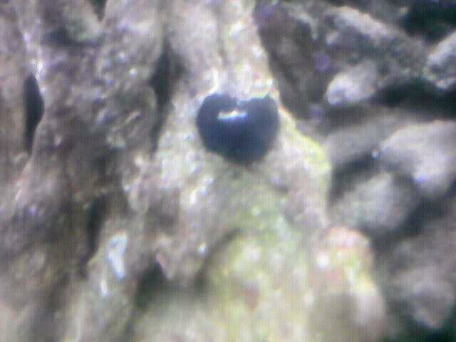 What is this bug - Need a little help here... - INDMAS - Indiana Marine ...