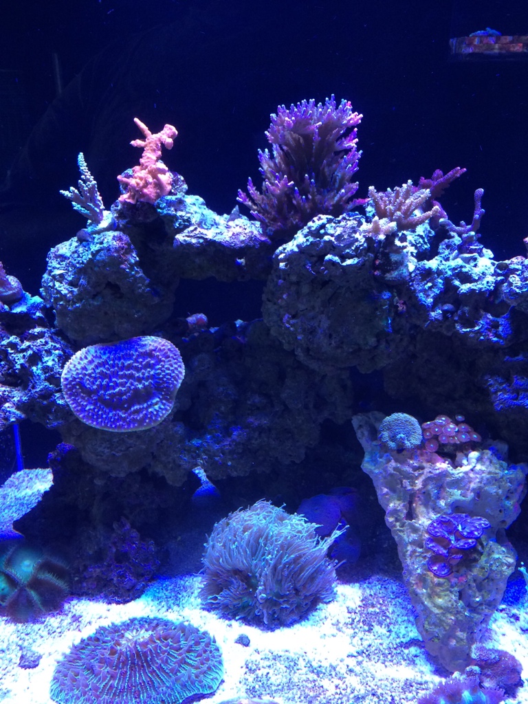 A few pics - General Reef-keeping Chatter - INDMAS - Indiana Marine ...