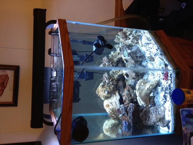 44 gal corner reef - Tank Showcases & Camera Talk - INDMAS - Indiana ...