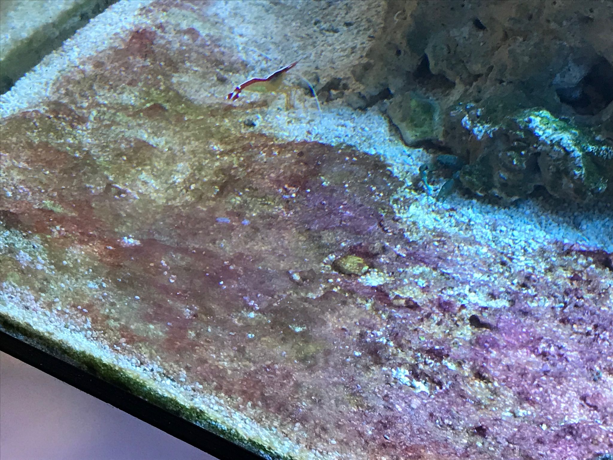 Cyano! - General Reef-keeping Chatter - INDMAS - Indiana Marine ...