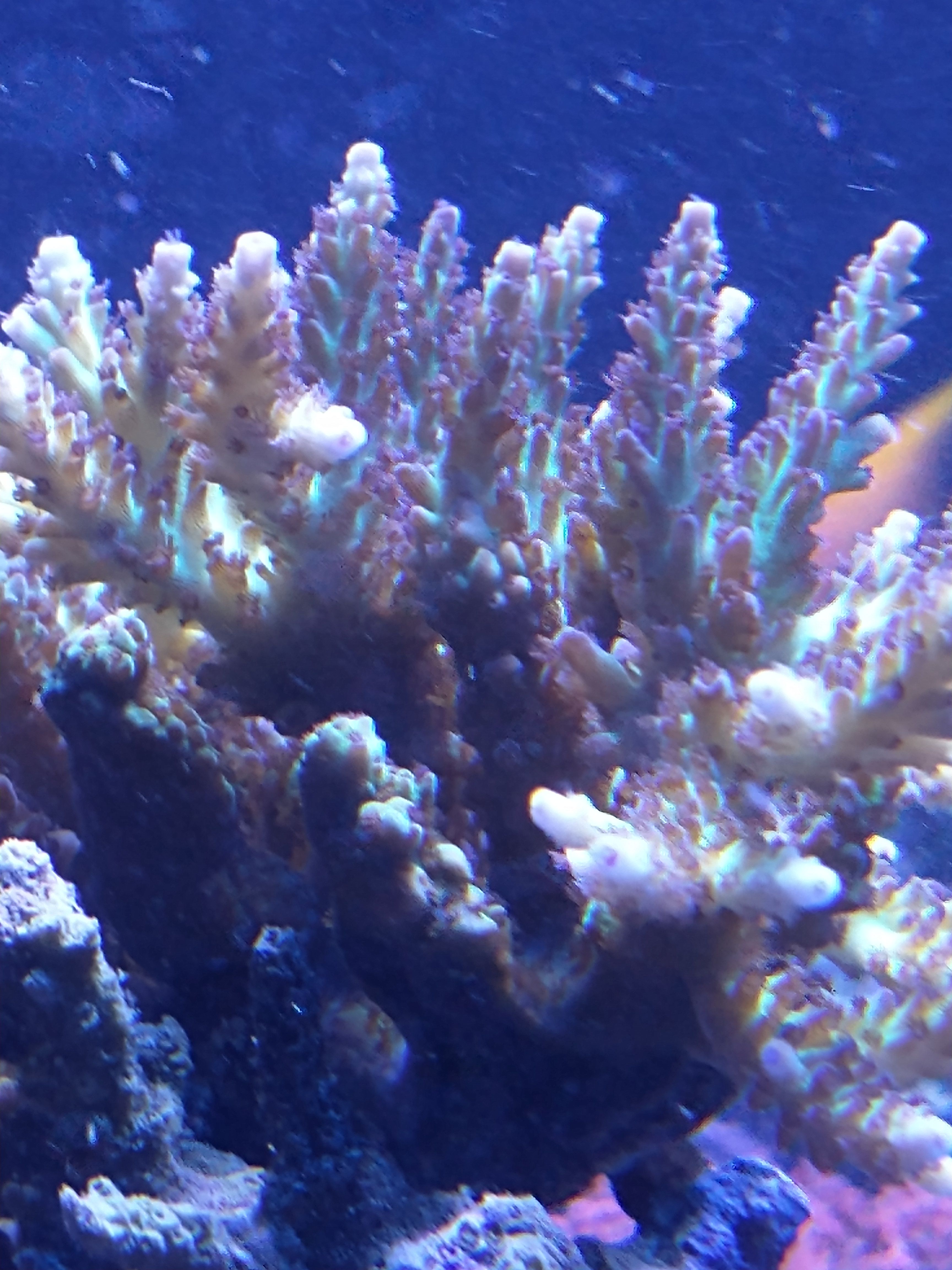 My favorite coral - General Reef-keeping Chatter - INDMAS - Indiana ...